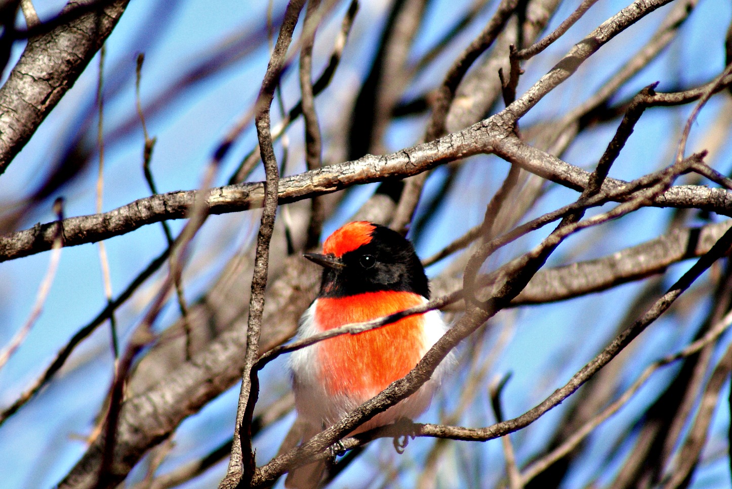 My Photo of The Week !! Red Capped Robin Petroica goodenovii