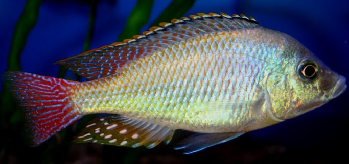 Alma d'Água: Peixes / Perciformes / Cichlidae / Malawi / Haplochromideos