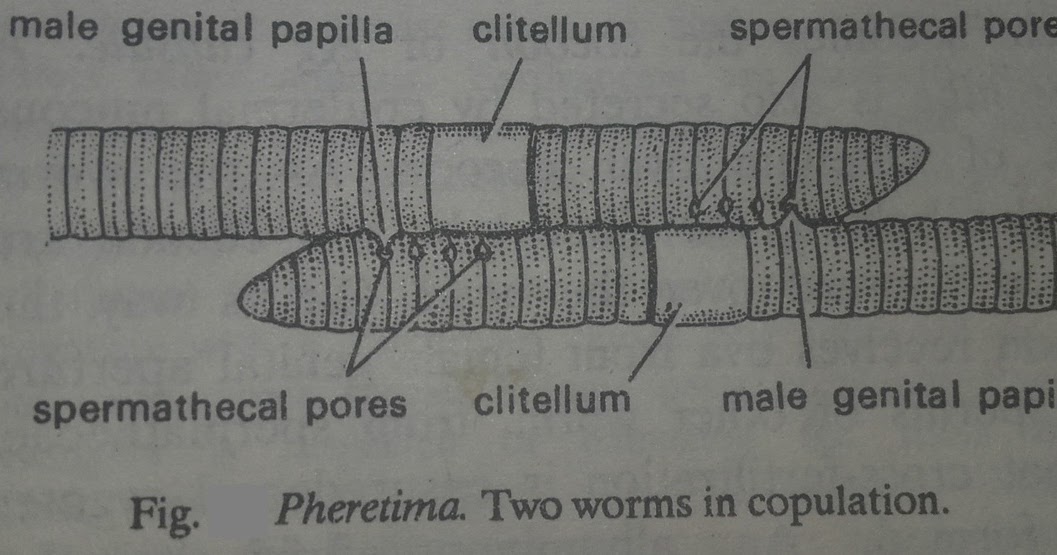 Zoology for higher secondary level: Earthworm: Reproduction