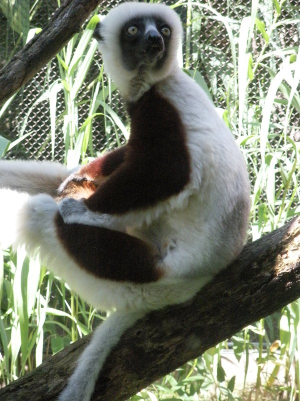 The Zoo Review: Species Fact Profile: Coquerel's Sifaka (Propithecus ...
