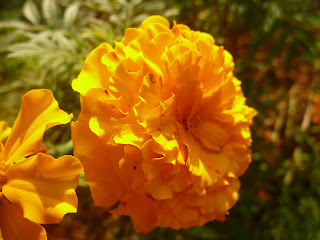 LoCal blooMs: Local Goan Flowers