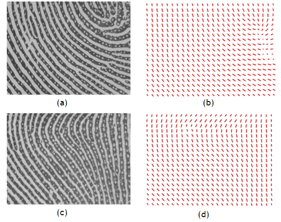 Image Processing with Matlab: Ridge Orientation