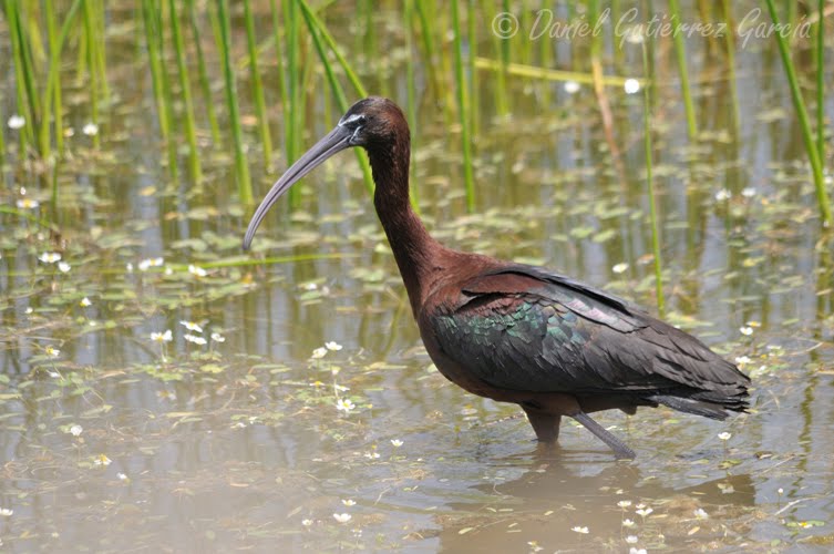 Naturaleza y fotografía: Morito común