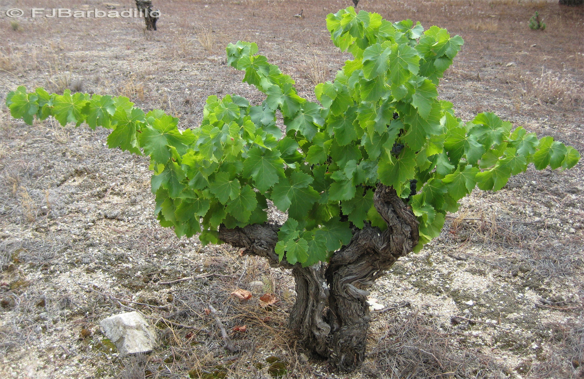 El último rincón: VENDIMIANDO UVAS…Y LEVADURAS