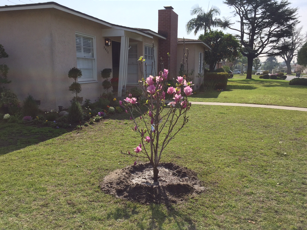 Joy Somerville: Pink Alexander Magnolia Tree