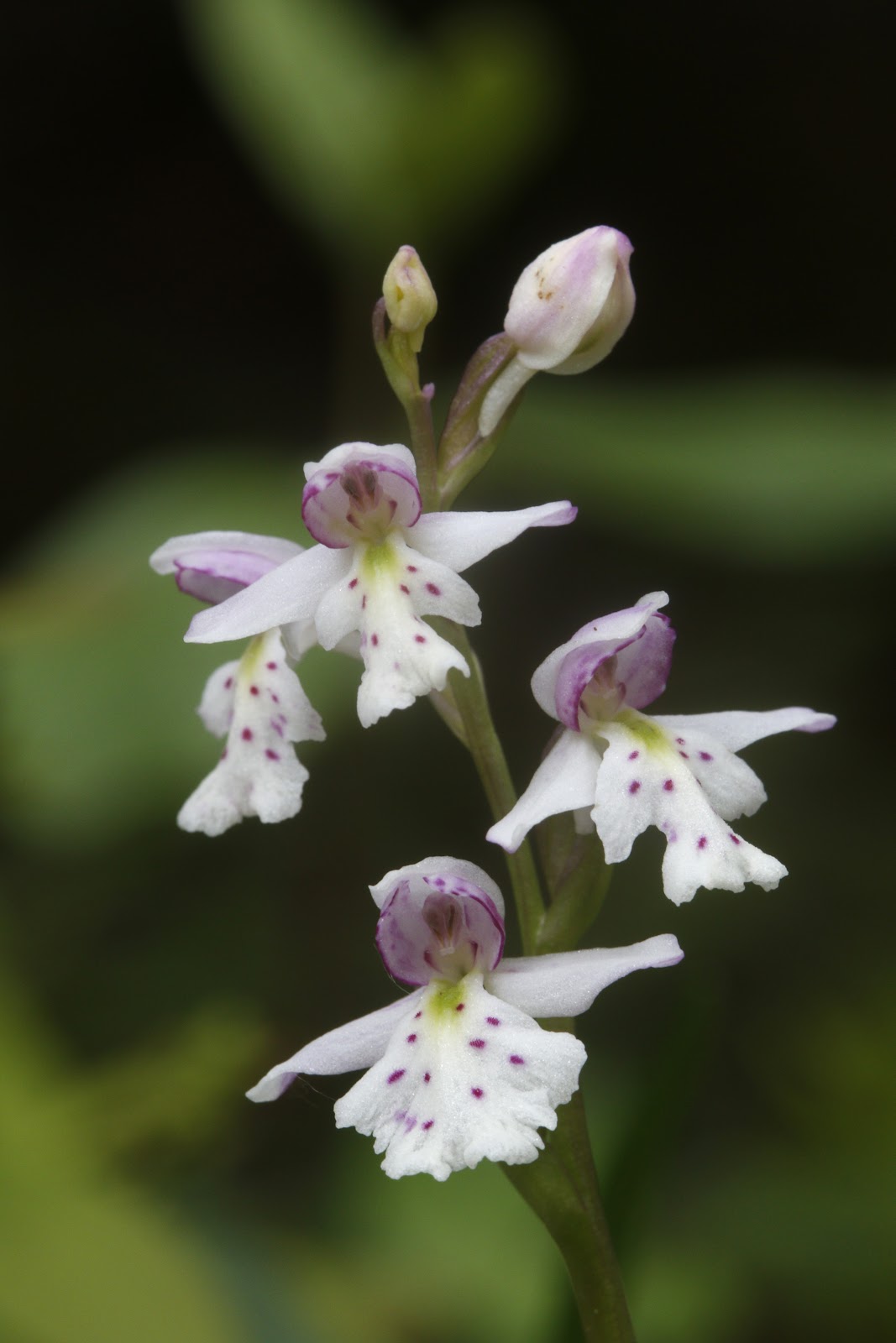 Native Orchids of the Pacific Northwest and the Canadian Rockies: 2018