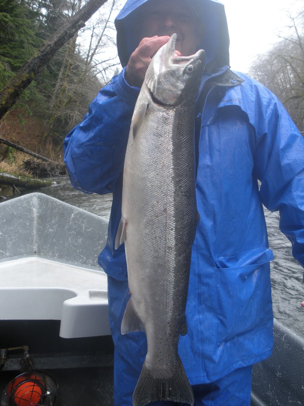 PAT NEAL WILDLIFE: June 2013