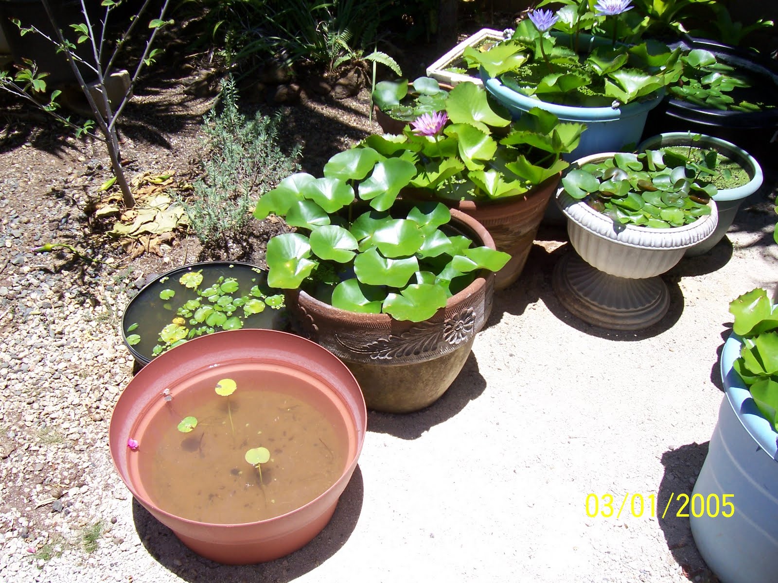 Hawaii Plant Lady: Water Lily Pots