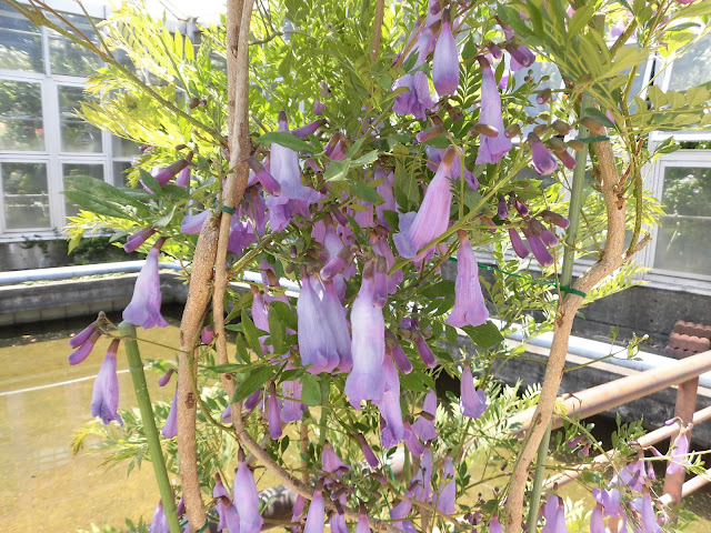 60歳で無職の優雅な日々: ジャカランダ・カローバ x プベルラ Jacaranda puberula × caroba