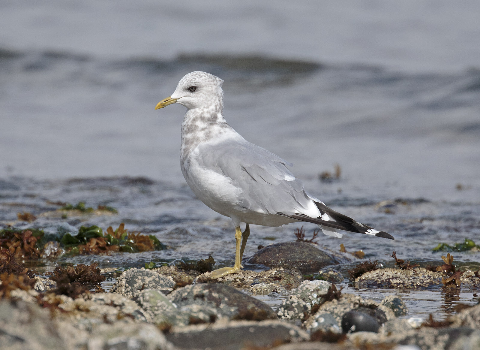 pewit: Short-billed / Mew Gulls