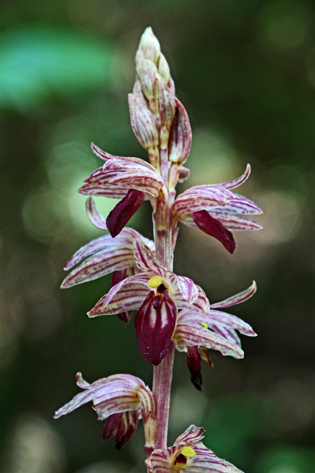 Native Orchids of the Pacific Northwest and the Canadian Rockies (and ...