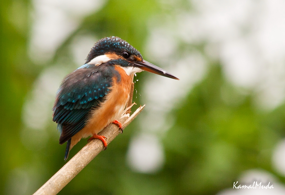 SOUTH EAST ASIA BIRDS - Malaysia birds paradise: January 2013