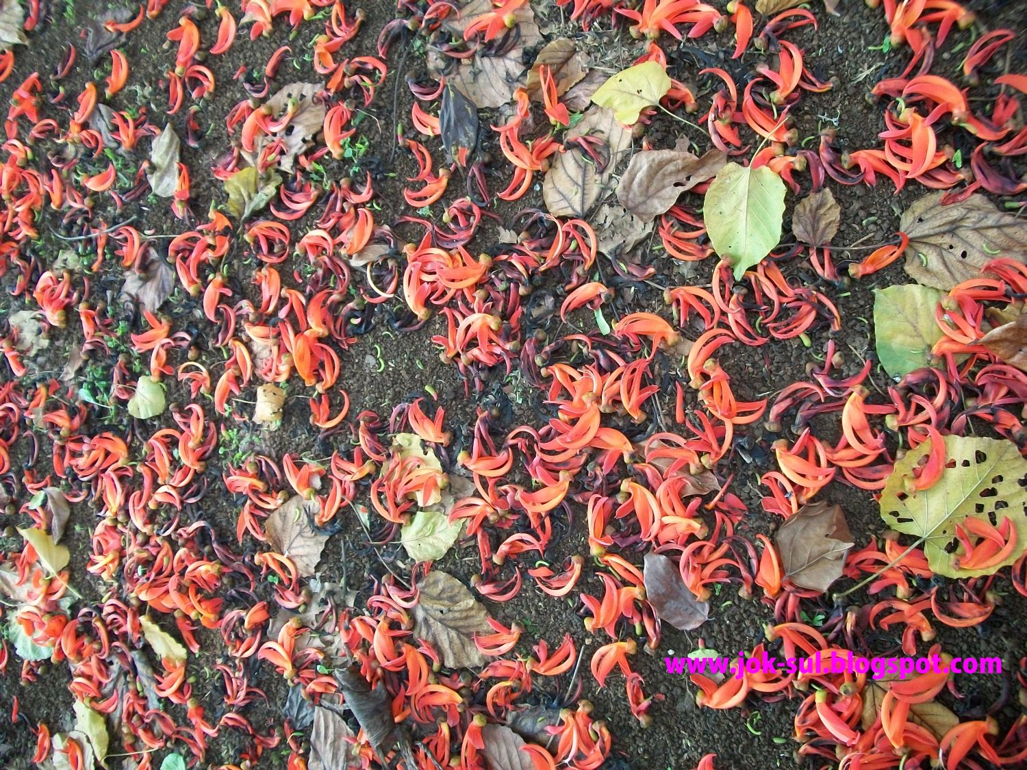 Coretan Joko: Bunga-Bunga Yang Berguguran