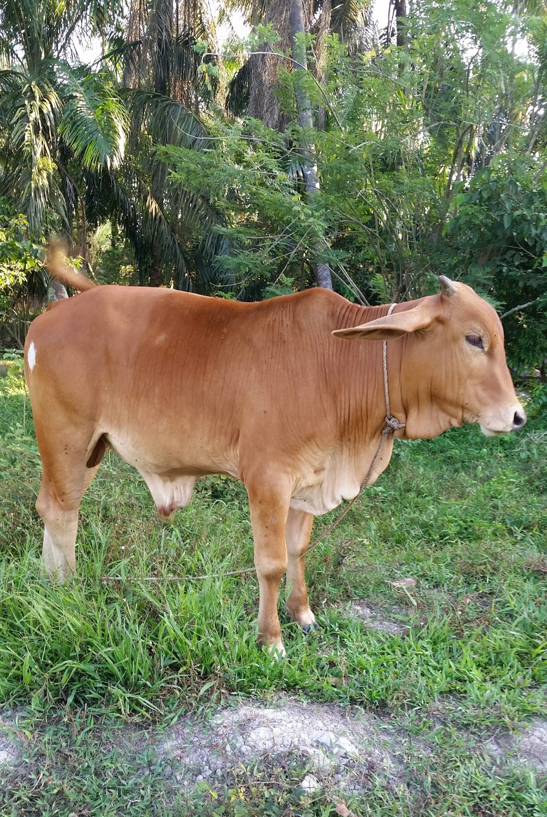 Warisan Petani: Biar Lembu Yang Jadi Lembu 2