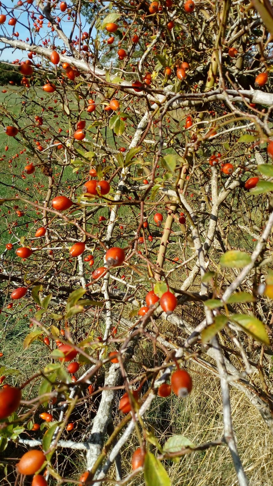Le Jardin des Simples: Cynorrhodons