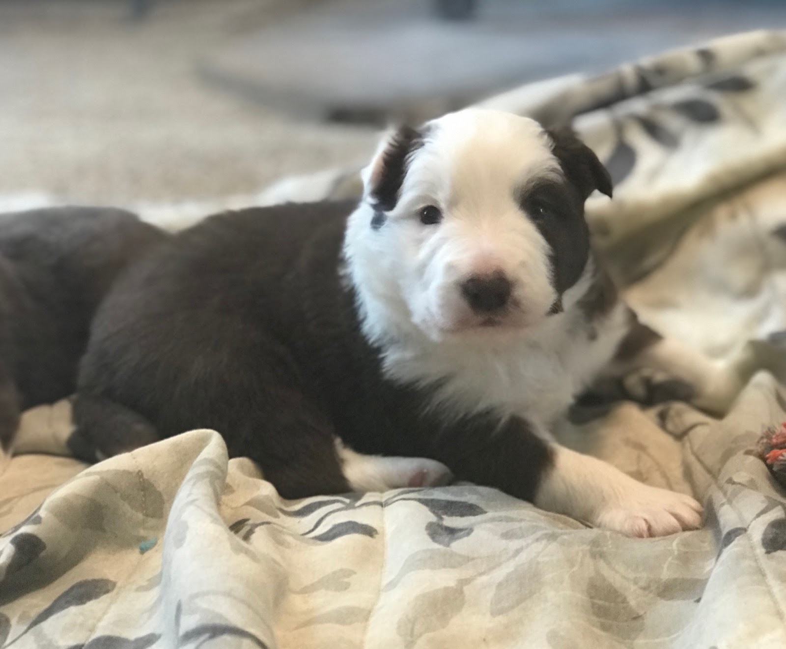 Rocky Mountain Border Collies