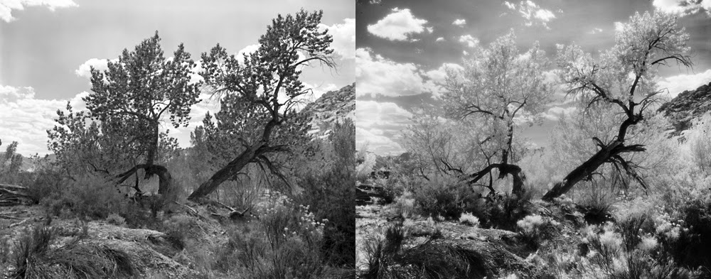 Robert S. Pohl ... : Comparison of Infrared to Panchromatic Film