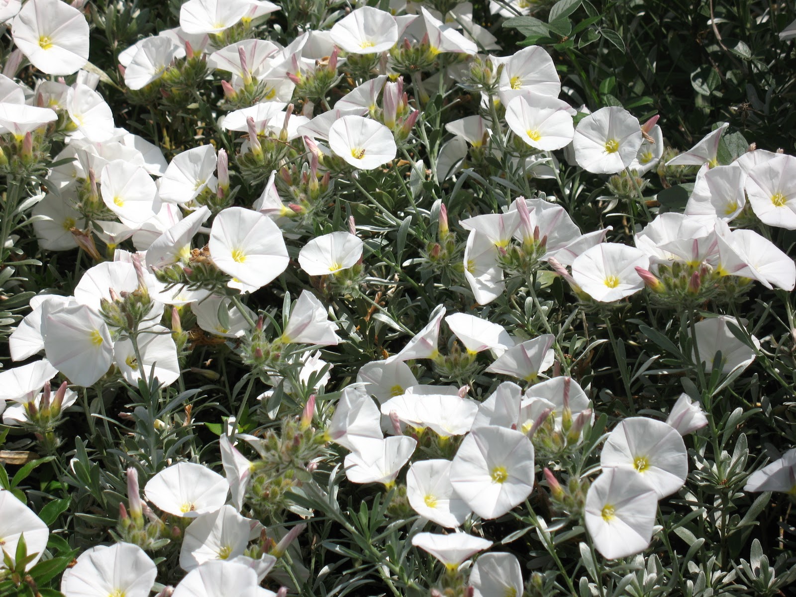 Jurnal de gradina: Pur si simplu, zorele albe