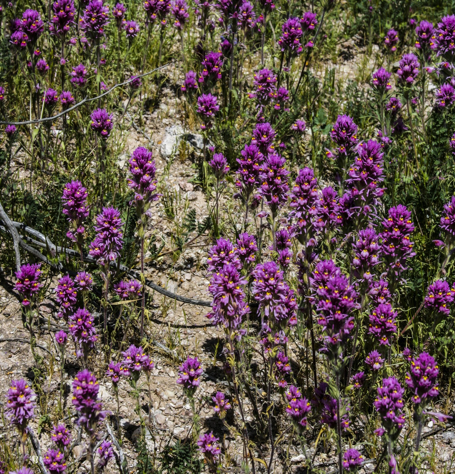 Walking Arizona: Purple Owl's Clover