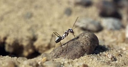 The Presurfer: How The Saharan Silver Ants Survive Temperatures Up To ...