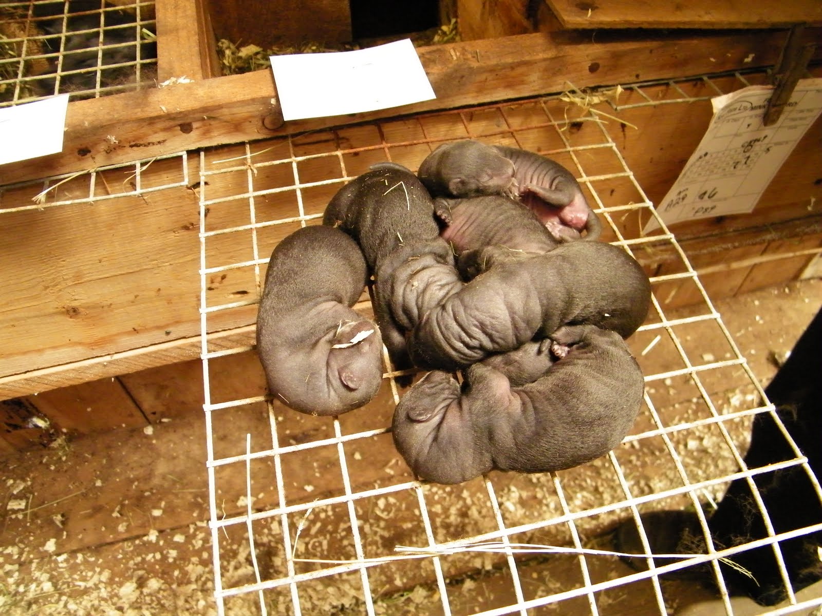 Spring Peeper Farm: It's mating time!