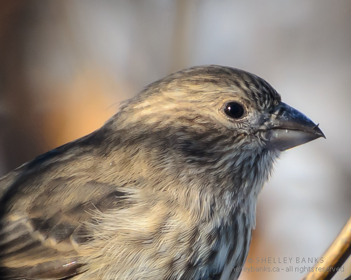 Prairie Nature: House Finches: scarlet and brown feeder birds