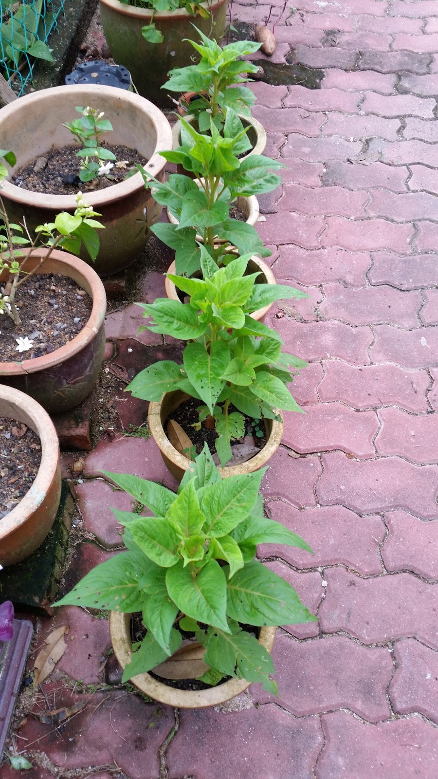 Warisan Petani: Pokok Bunga Balung Ayam