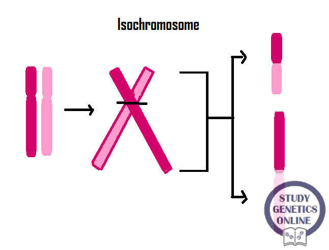 Isochromosome X