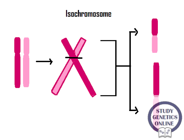 Study Genetics Online: Incorrect Centromere Splitting Causes Genetic ...