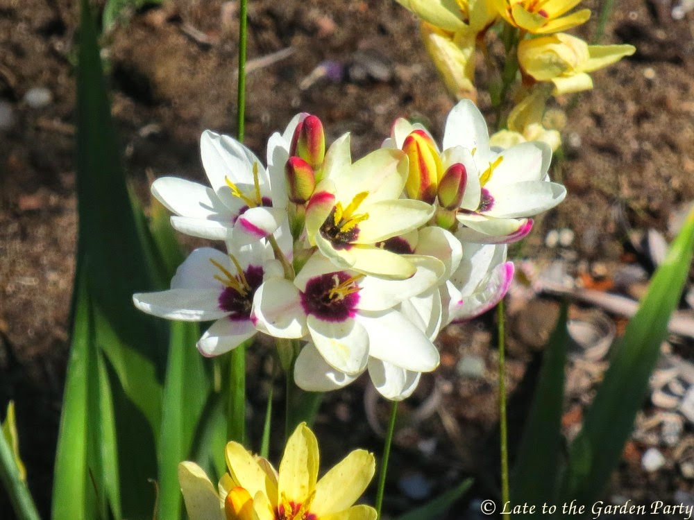 Late to the Garden Party: Favorite Plants this March