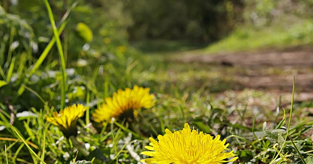 Milton Country Park Through the Year: The Wisdom of Dandelions
