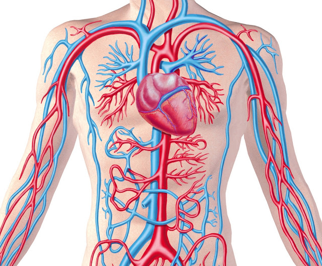 Forms 5 2019: Respiratory and Circulatory System Review