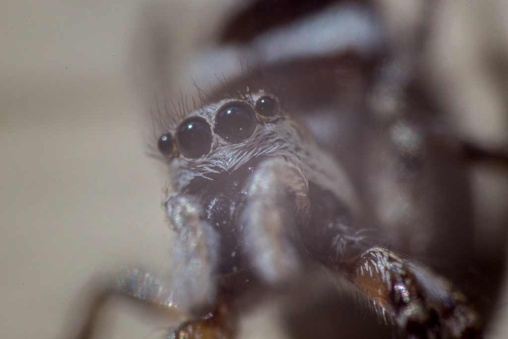 Pildid siit ja sealt: Väike lehelind