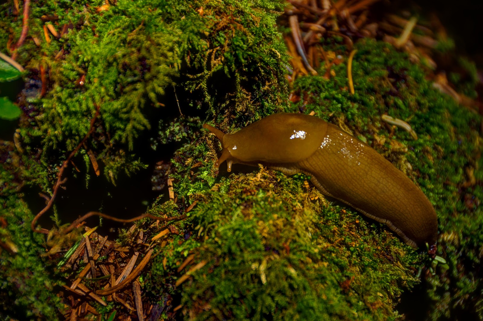 nature big nature small: my friends banana slug and bee, camano island, wa