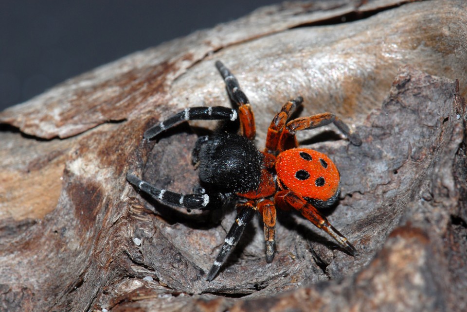 Poznávačka: Členovci - korýši, klepítkatci (pavouci, sekáči, roztoči ...