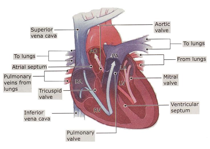 Cikgu Naza: [Science Form 3] About Blood