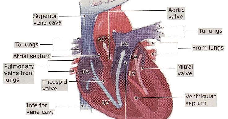 Cikgu Naza: [Science Form 3] About Blood
