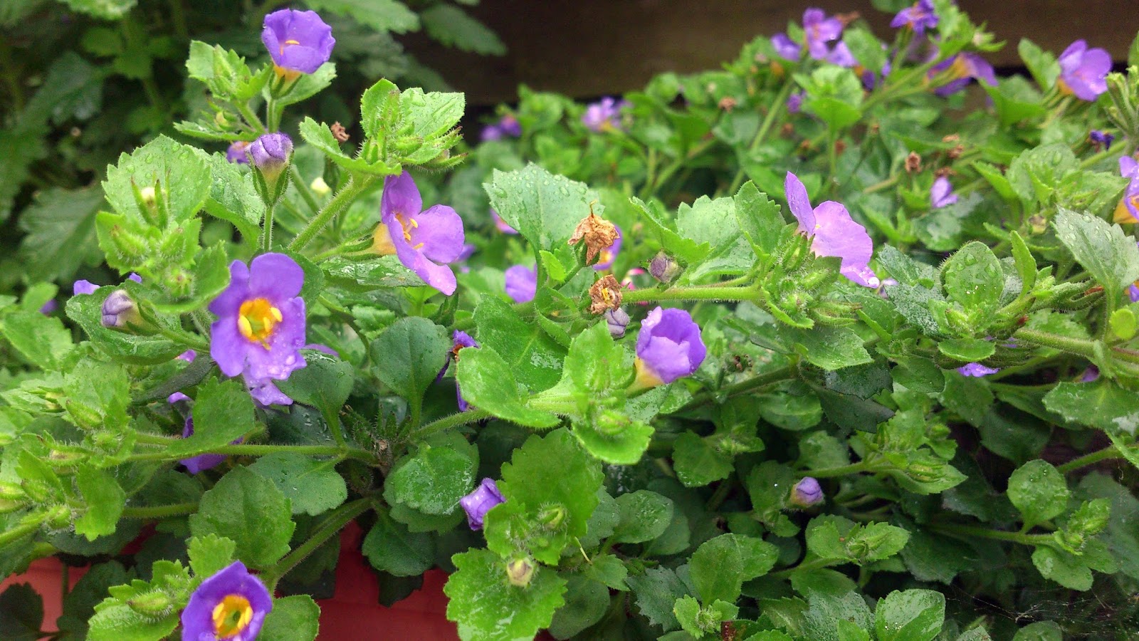 Vademecum Interesting Plants: Sutera diffusus - Sutera rozpierzchła ...