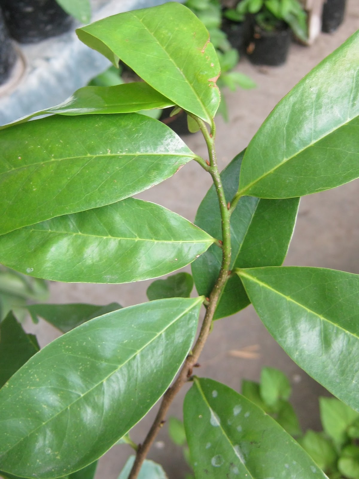 Guyabano, The Natural Chemotheraphy: For Liver, Arthritis & More ...