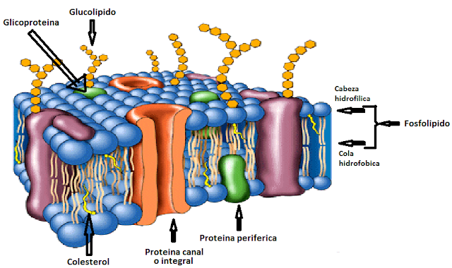 Web Info Brasil: Membrana plasmática - Biologia
