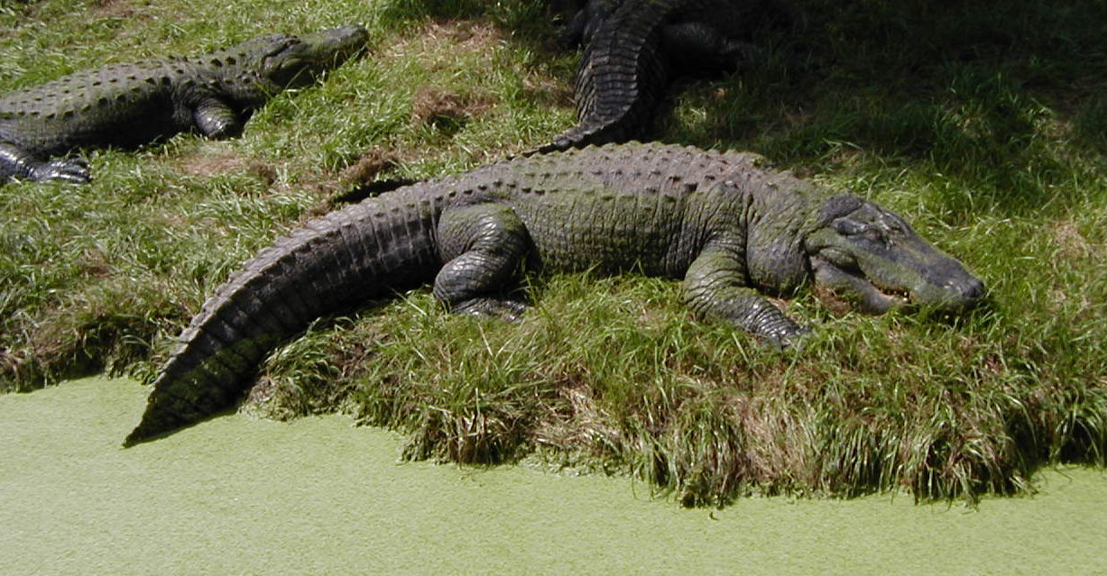 Alligator | Animal Wildlife