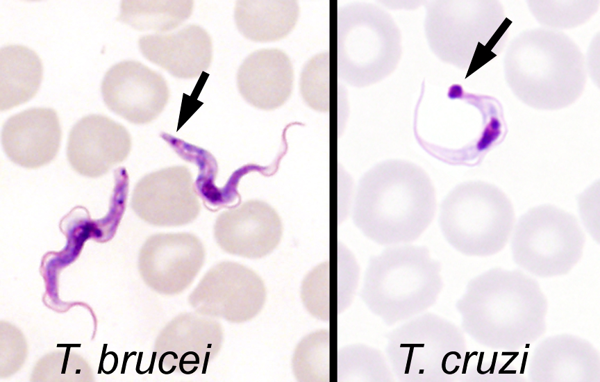 Trypanosoma Rangeli
