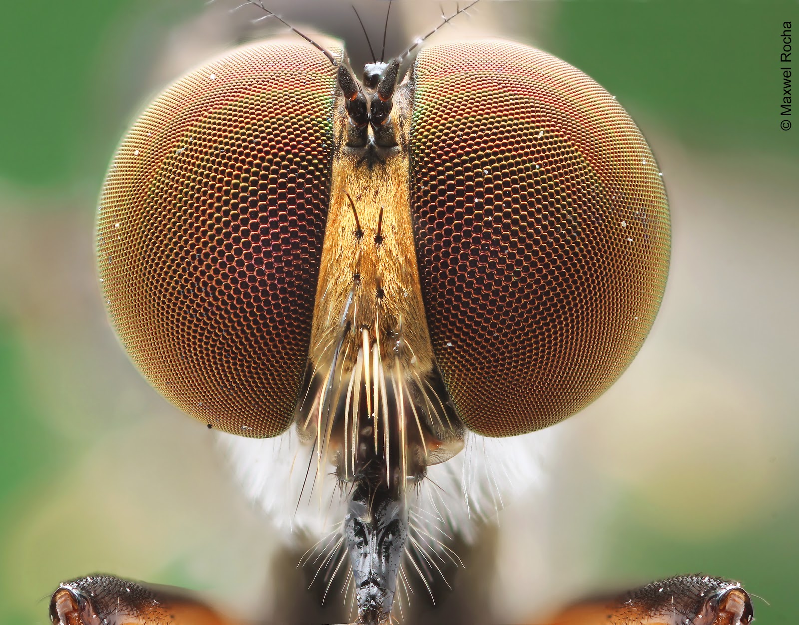 Macrofotografia por Maxwel Rocha: Moscas (Dípteras)