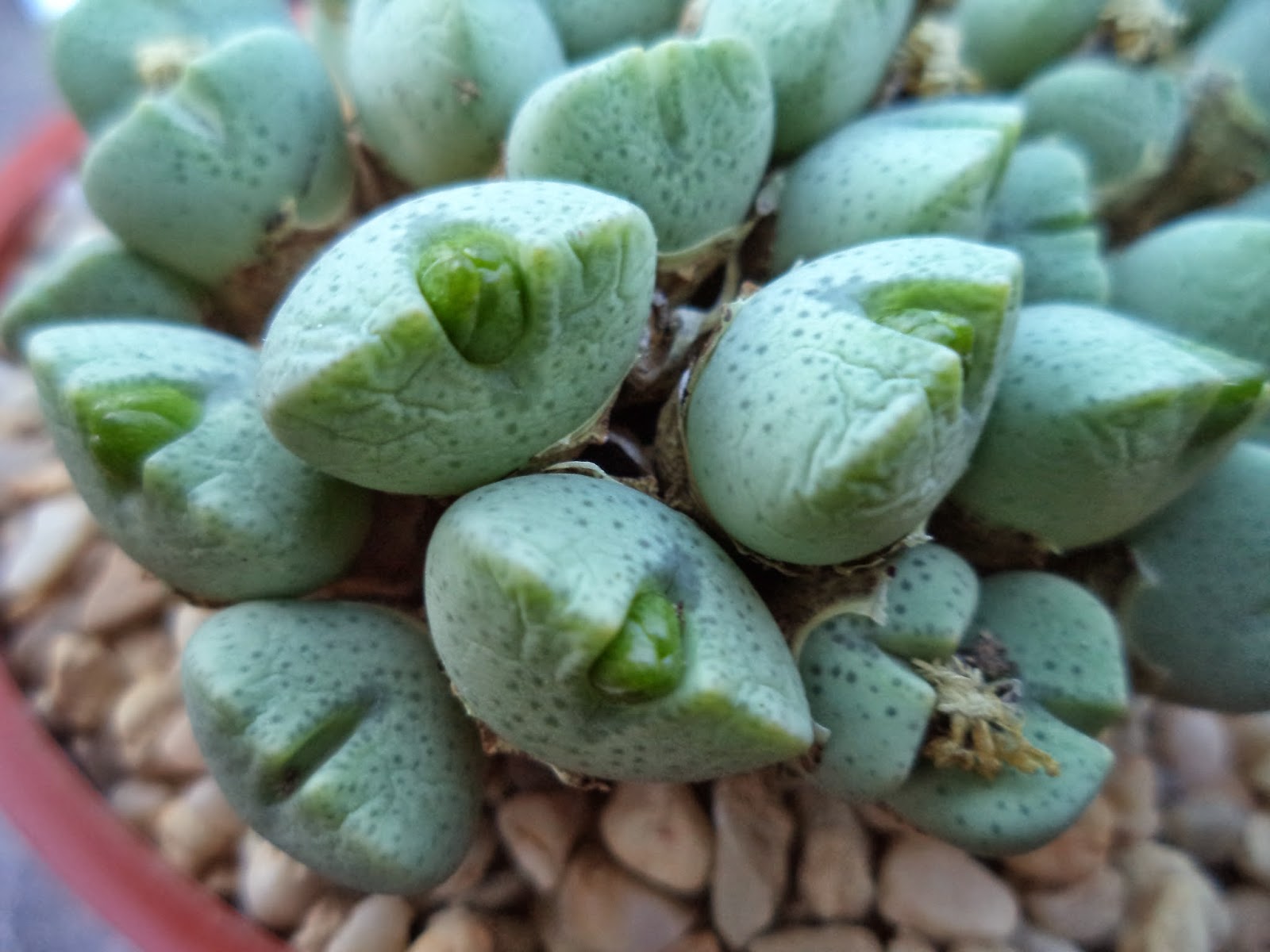 Succulent Sundae: CONOPHYTUM QUAESITUM