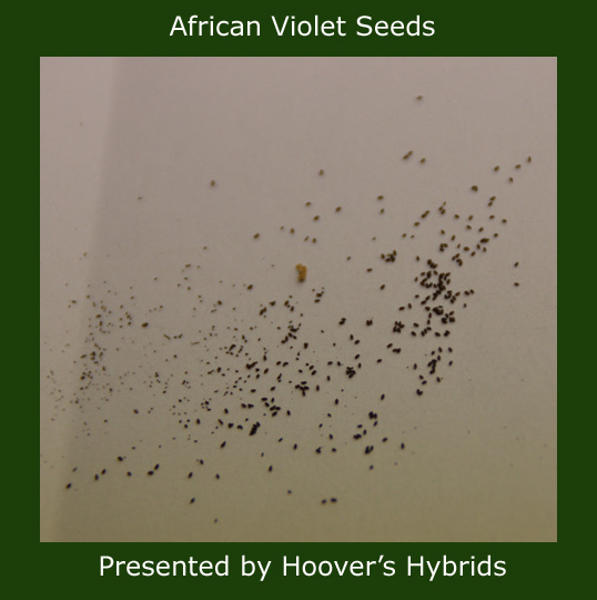 African Violet Growing Tips & Tricks from Hoovers Hybrids: The ...