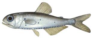 Longhorn12: Euphotic Aphotic Disphotic