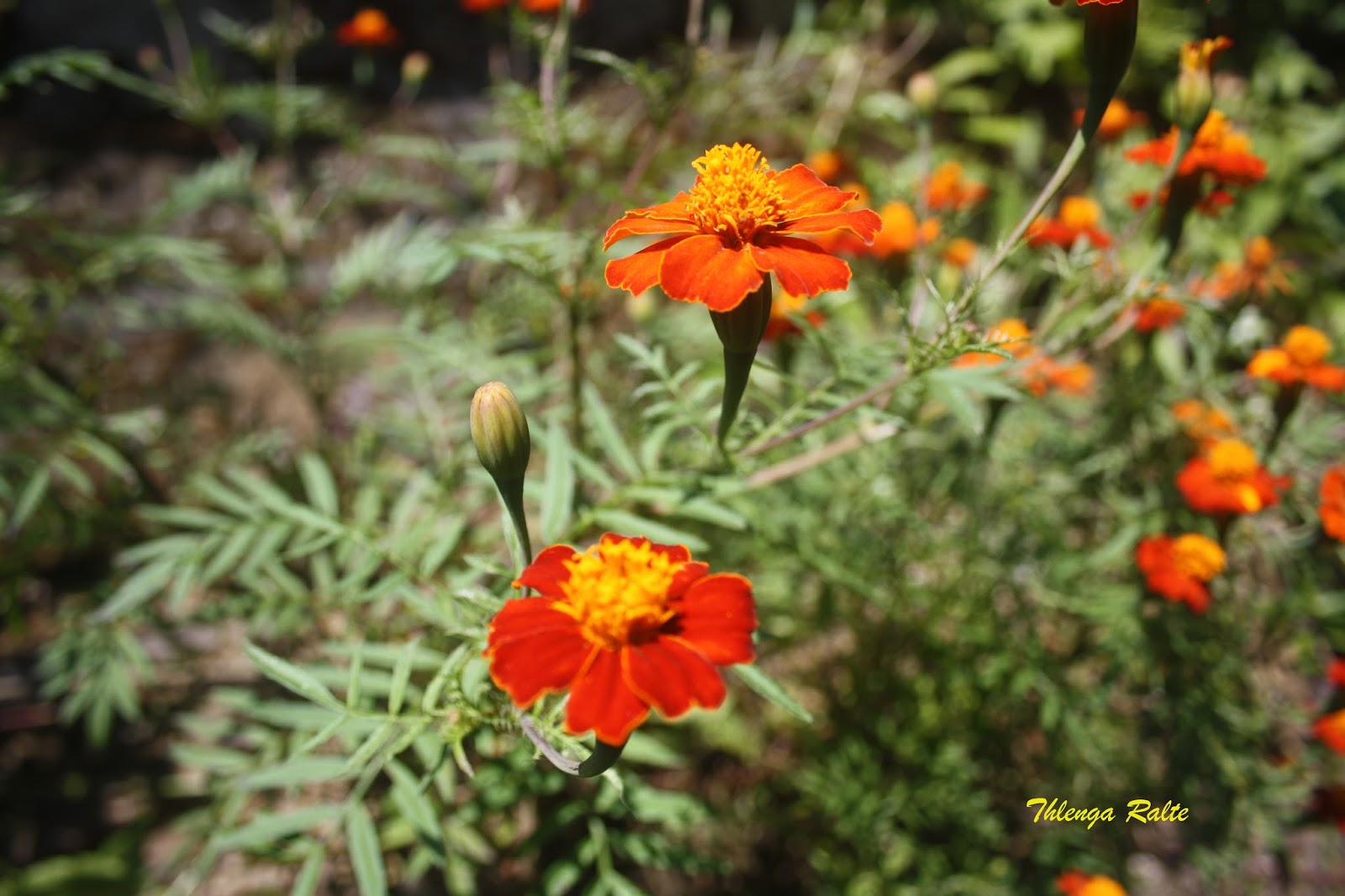 Calm-Sojourner: Flowers from Mizoram
