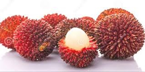 Tanaman Seribu Guna: Kapulasan (Rambutan Botak)