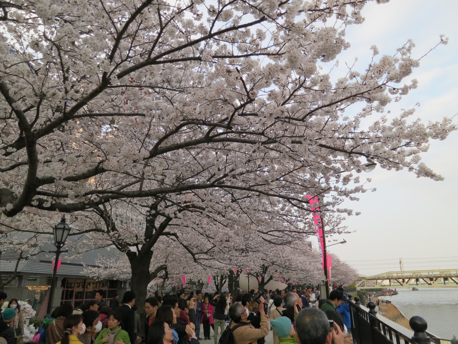 Japan Concierge's Travelog: Sakura - Cherry Blossoms at Sumida River