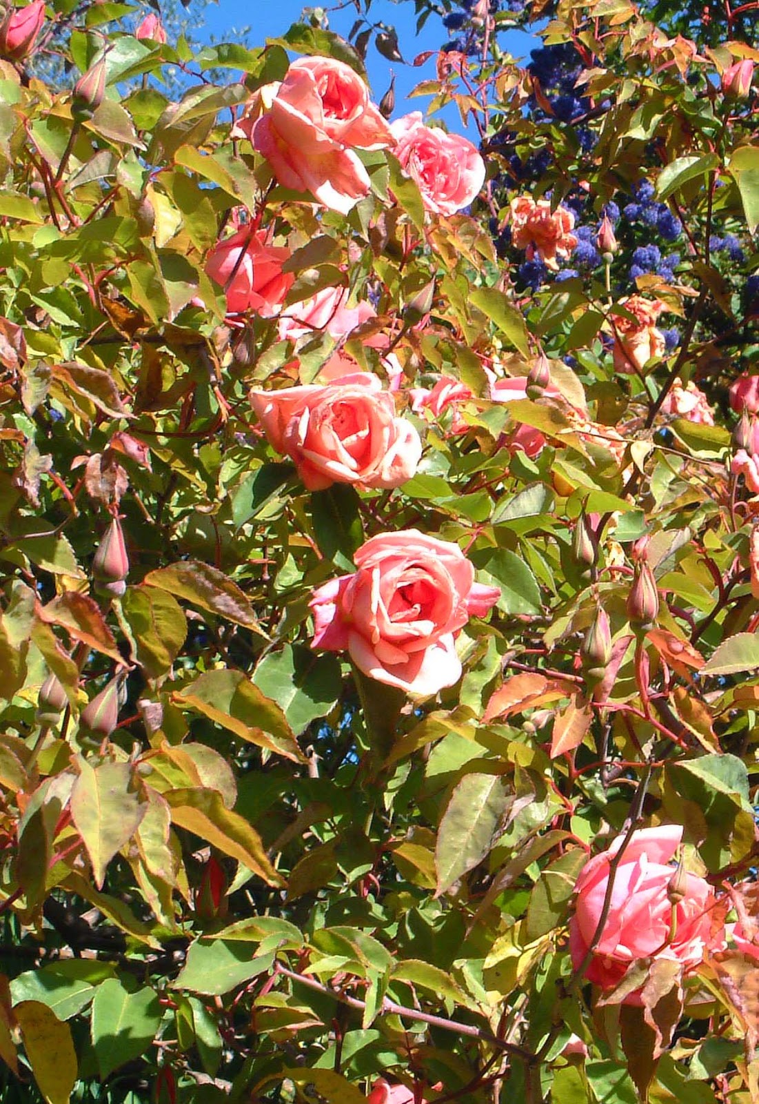 Roses for the South of France by Joanna Miller | MGAP Public